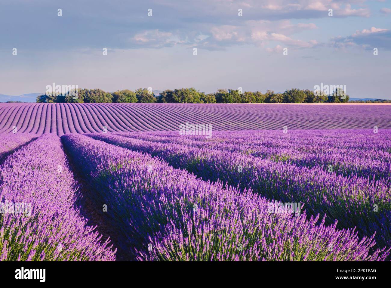 Lavender wave on Valensole plateau Stock Photo - Alamy