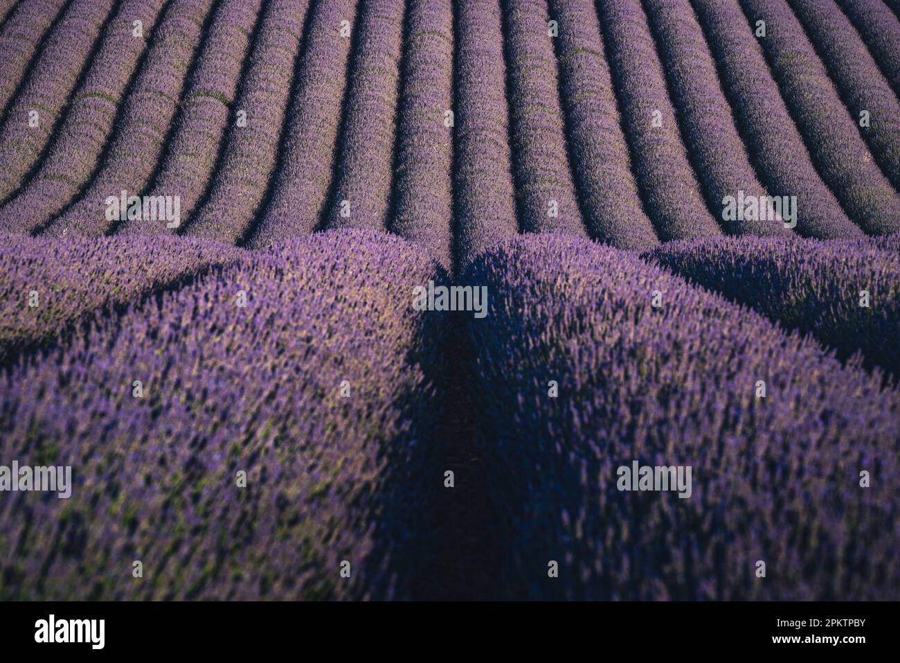 Details of a wave of lavender in a field of Valensole plateau Stock ...
