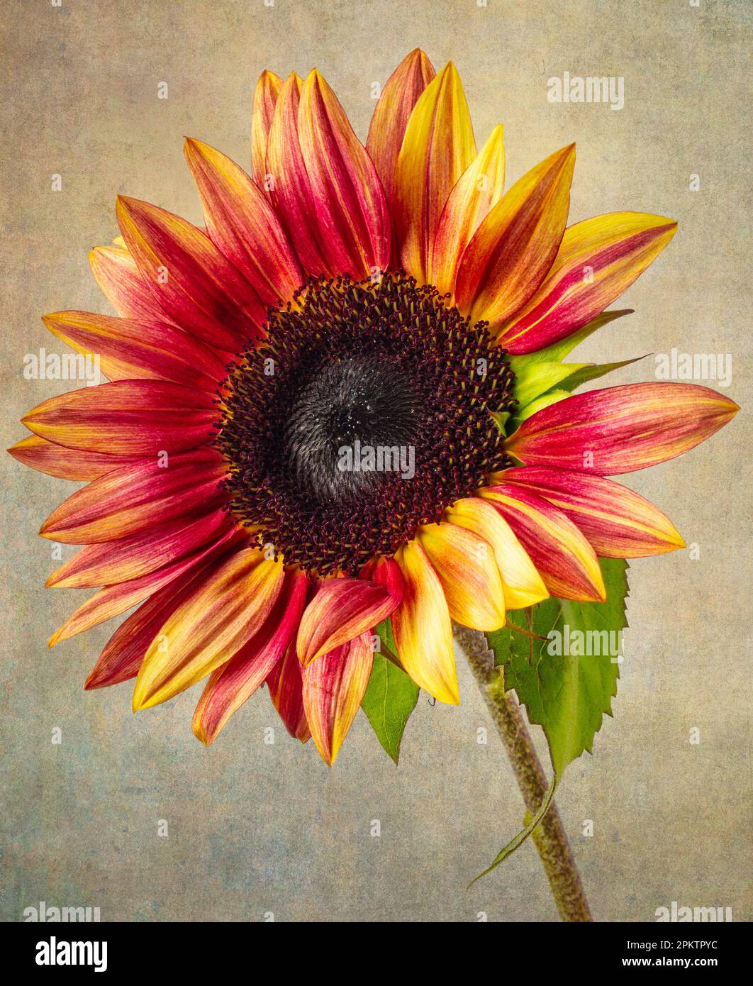 Sunflower flower plant hi-res stock photography and images - Alamy