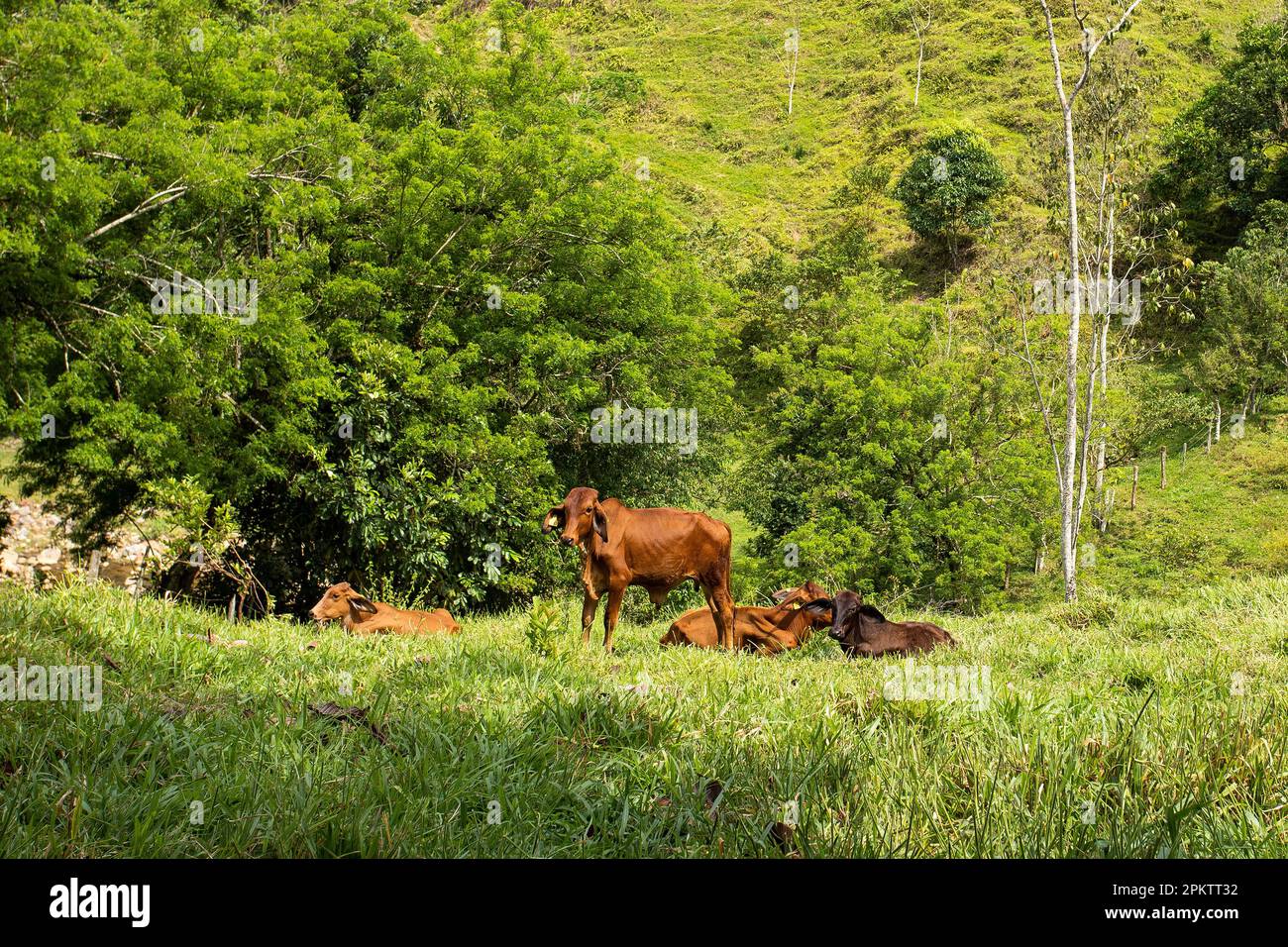 Beautiful landscape with bovine animals in the fields of Colombia Stock ...