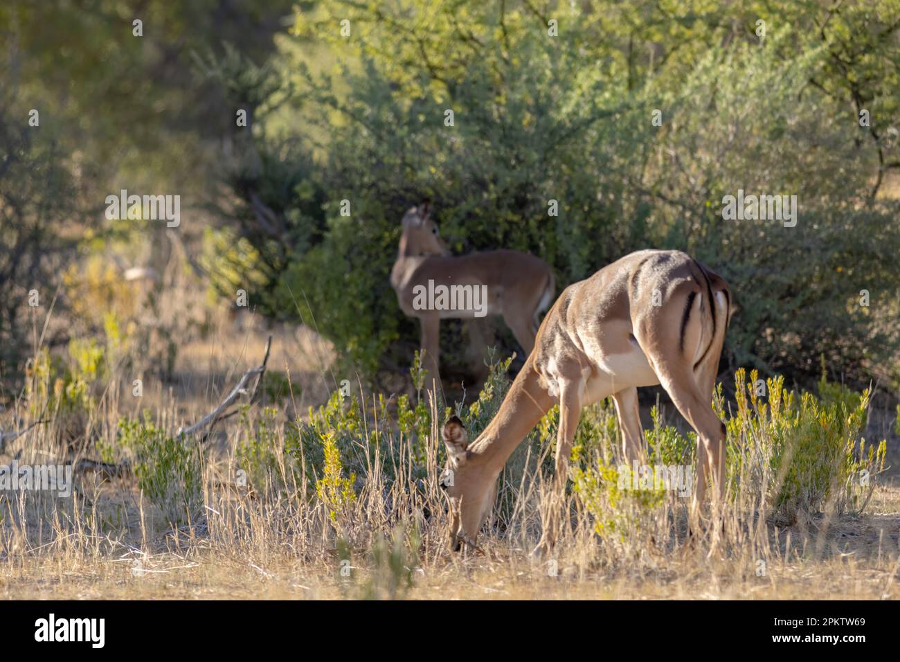 Springbok namibia male hi-res stock photography and images - Alamy