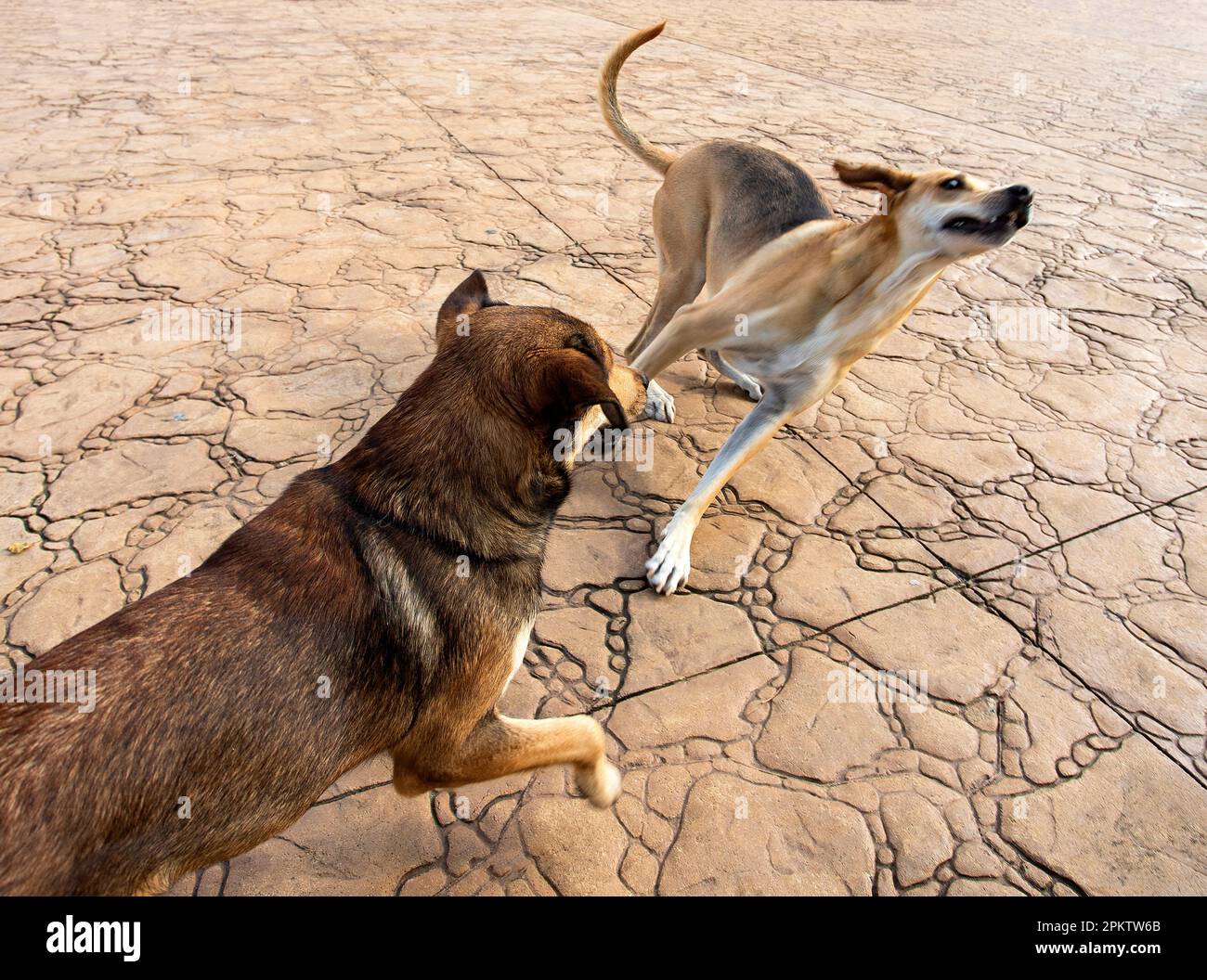 Two stray dogs playing and jumping on the pavement Stock Photo - Alamy