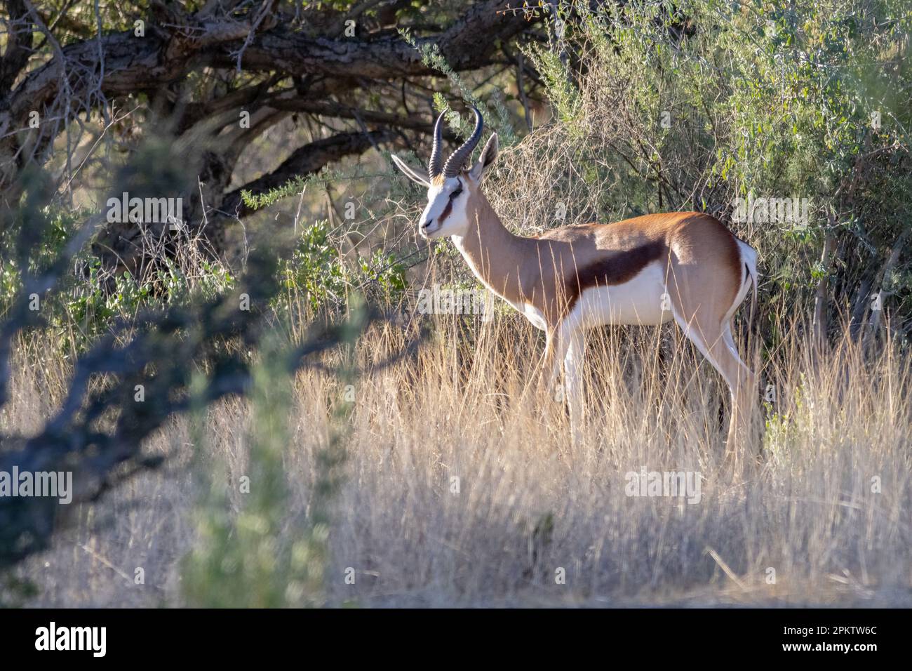 springbok in the wilderness of Namibia Stock Photo - Alamy