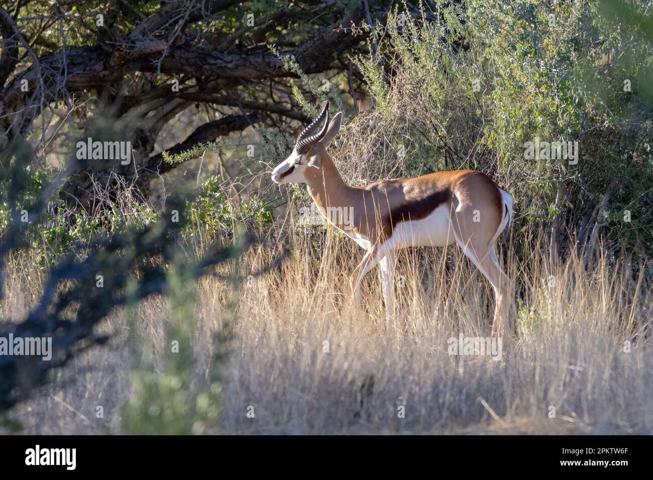 Springbok antidorcas marsupialis standing hi-res stock photography and ...