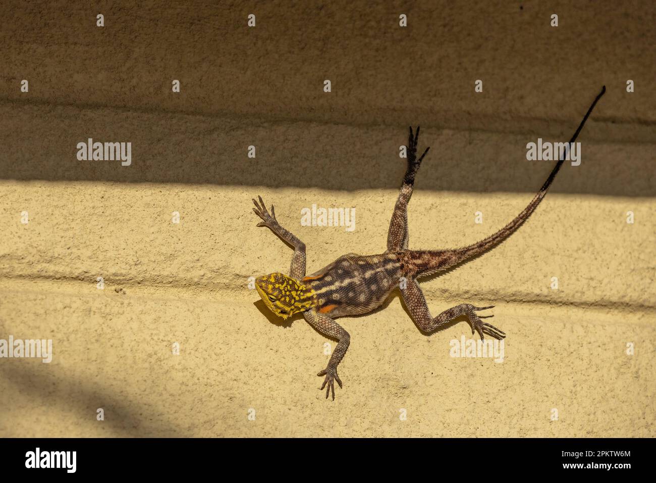 Spiny agama hi-res stock photography and images - Alamy