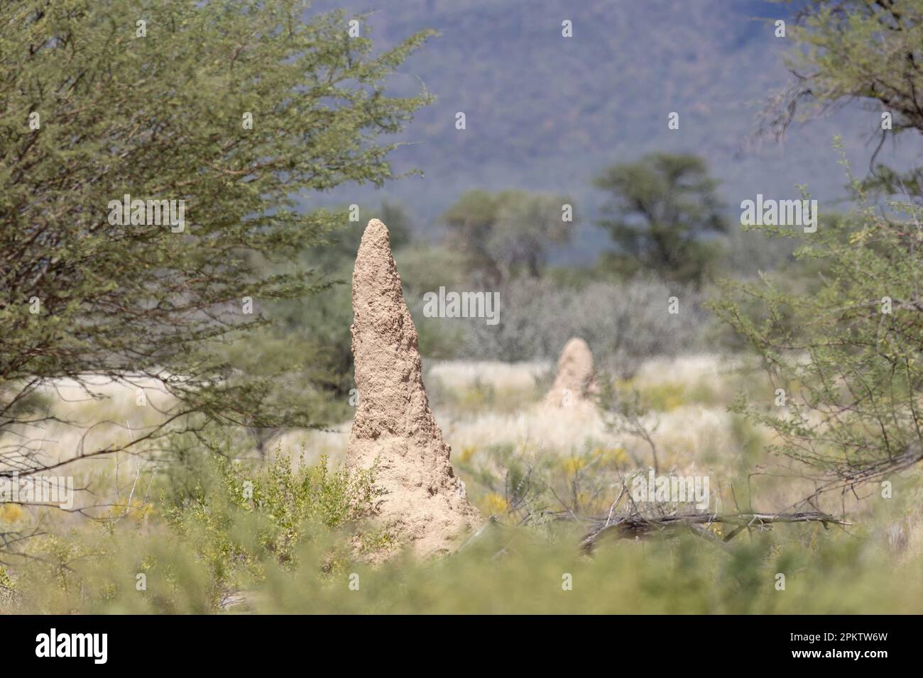 termite mound in the wilderness of namibia Stock Photo - Alamy
