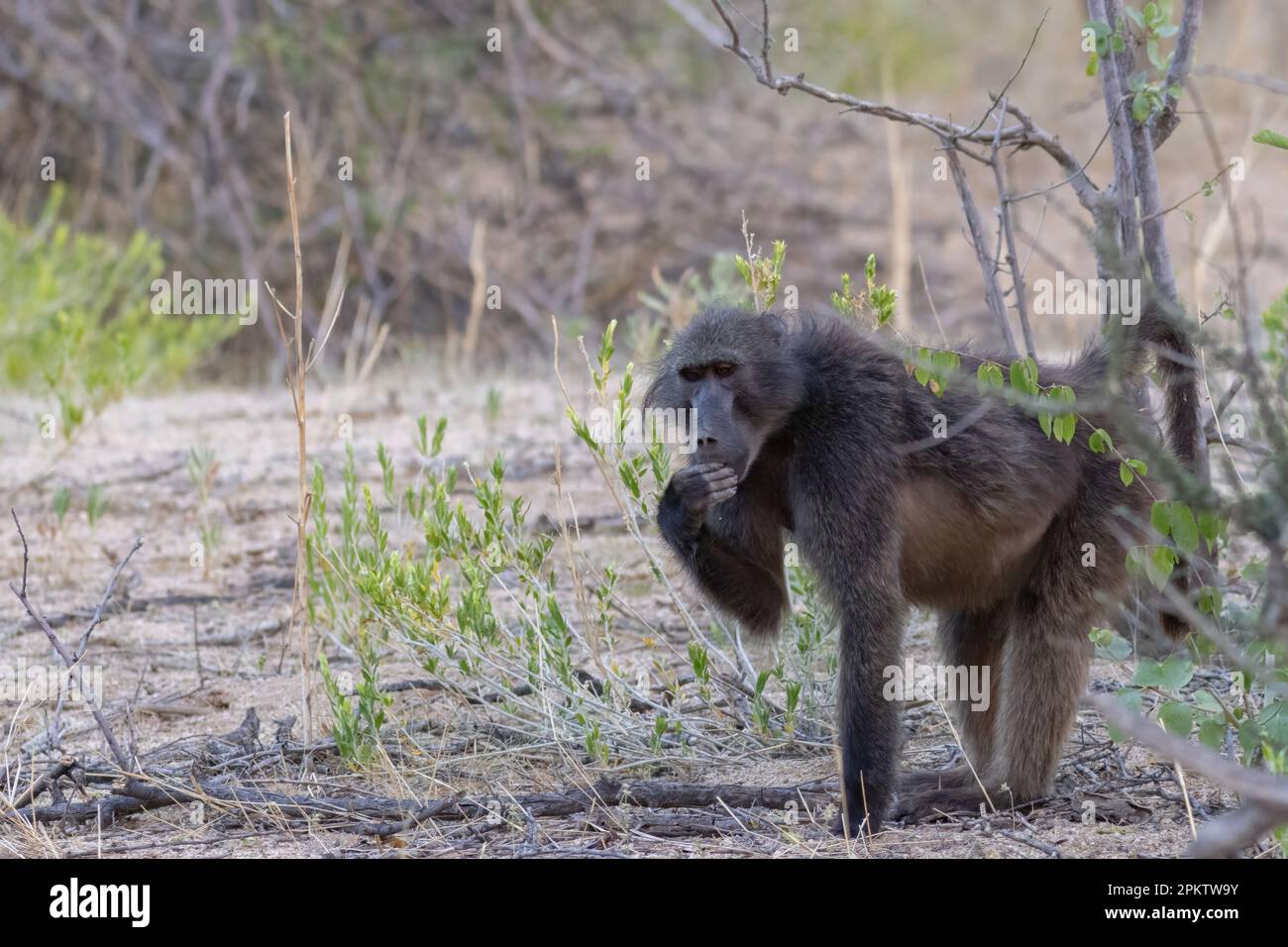 babboon in the wilderness of erongo region in namibia Stock Photo - Alamy