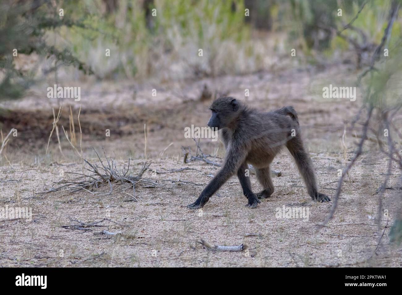 babboon in the wilderness of erongo region in namibia Stock Photo - Alamy