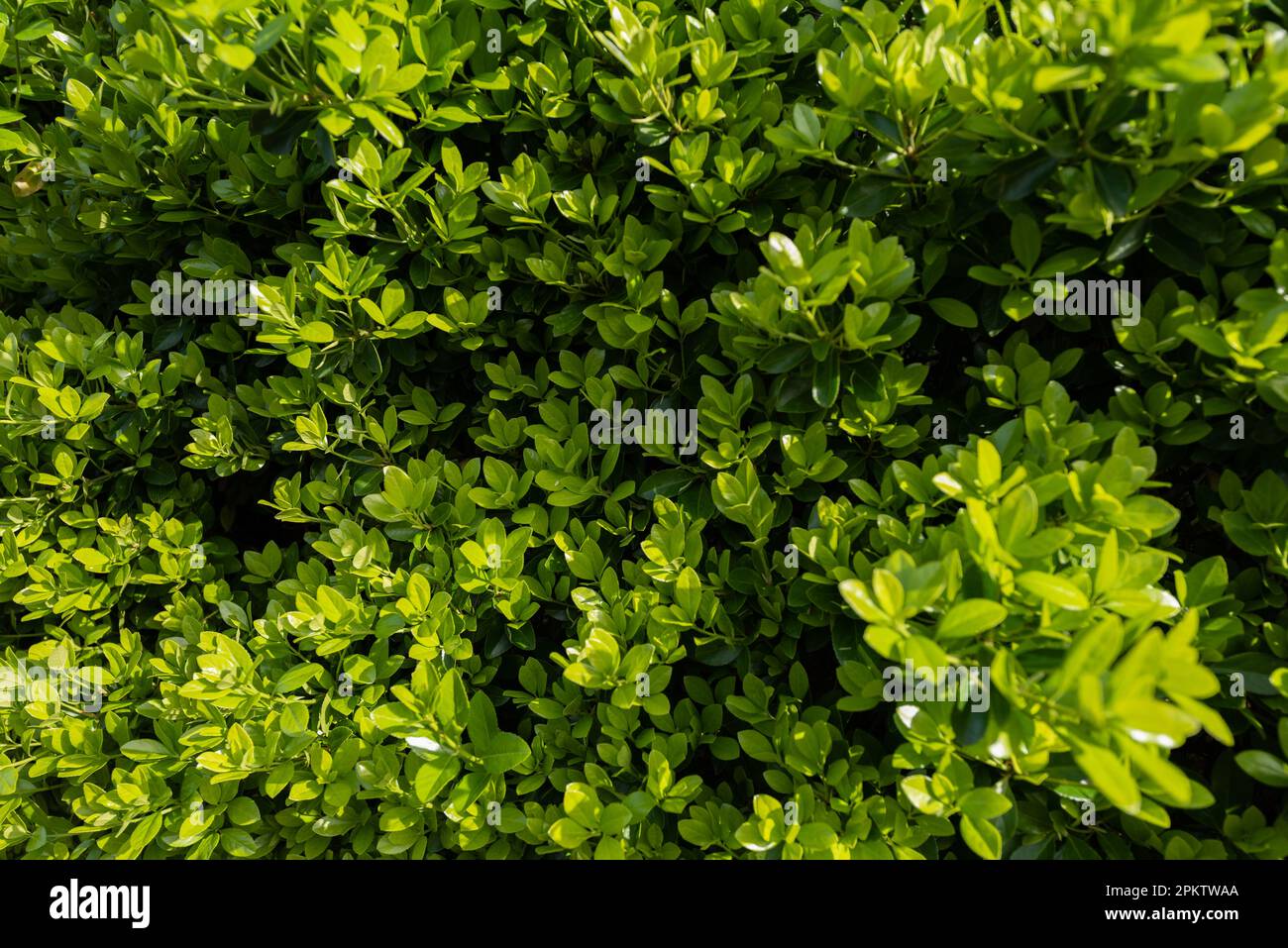 Bright green growing hedges foliage. Spring background. Natural pattern ...