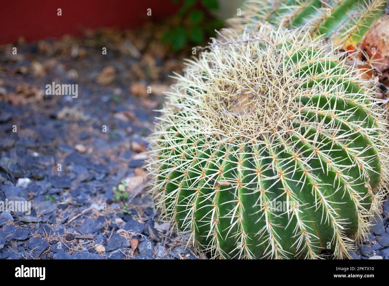 Weather Cactus