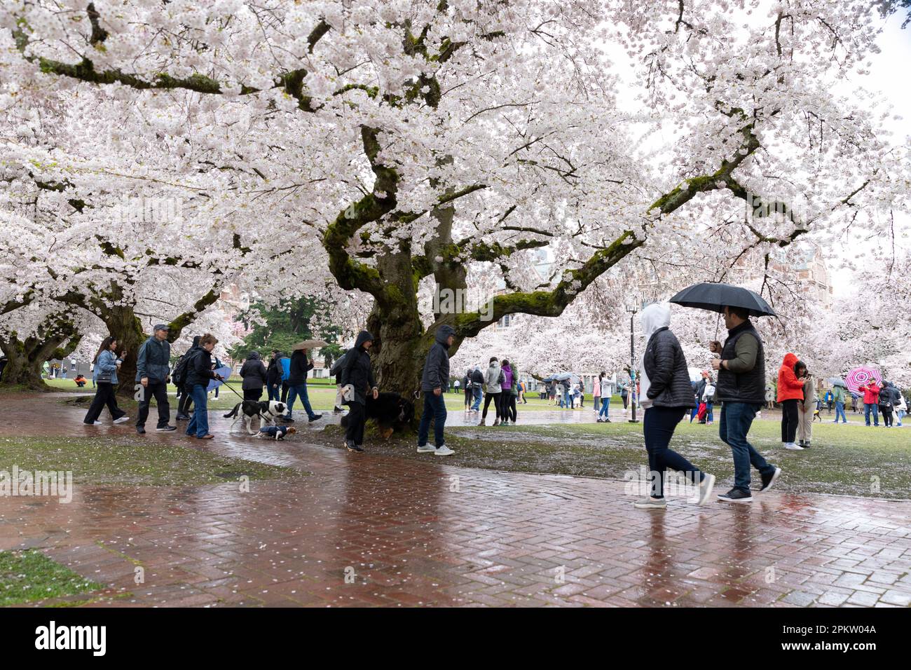 Uw cherry trees hi-res stock photography and images - Alamy