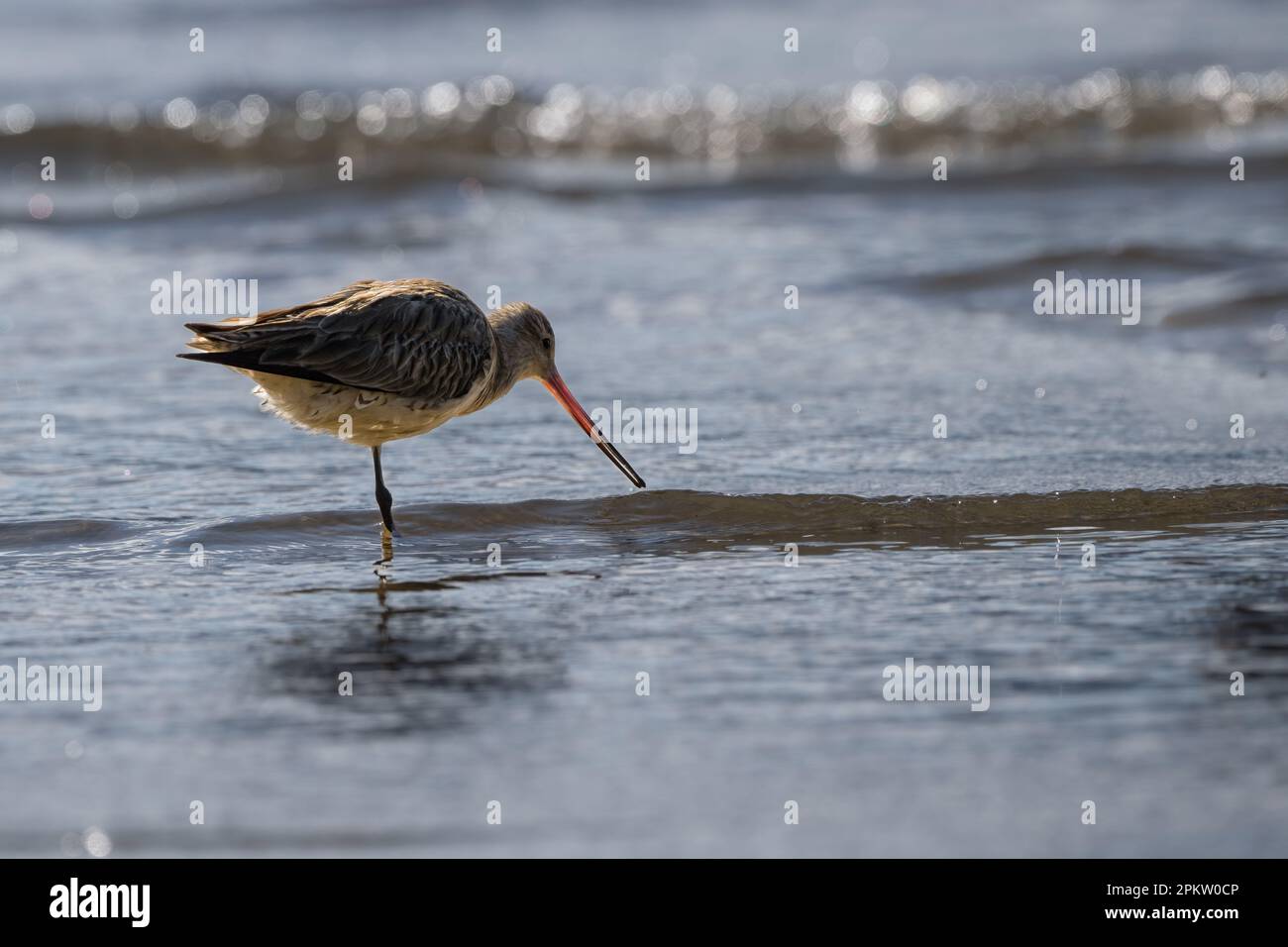 A single Bar-tailed Godwit stands on one leg feeding on the mudflats on ...