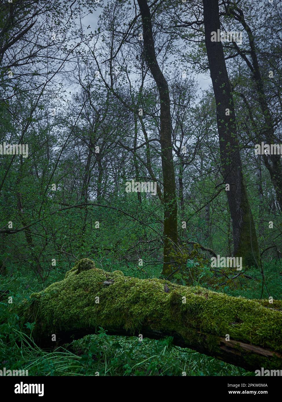 Tree trunk moss Stock Photo - Alamy