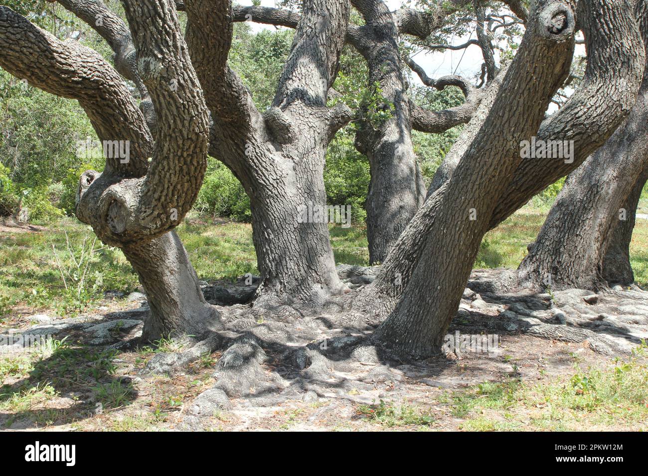 Quercus sect virentes hi-res stock photography and images - Alamy