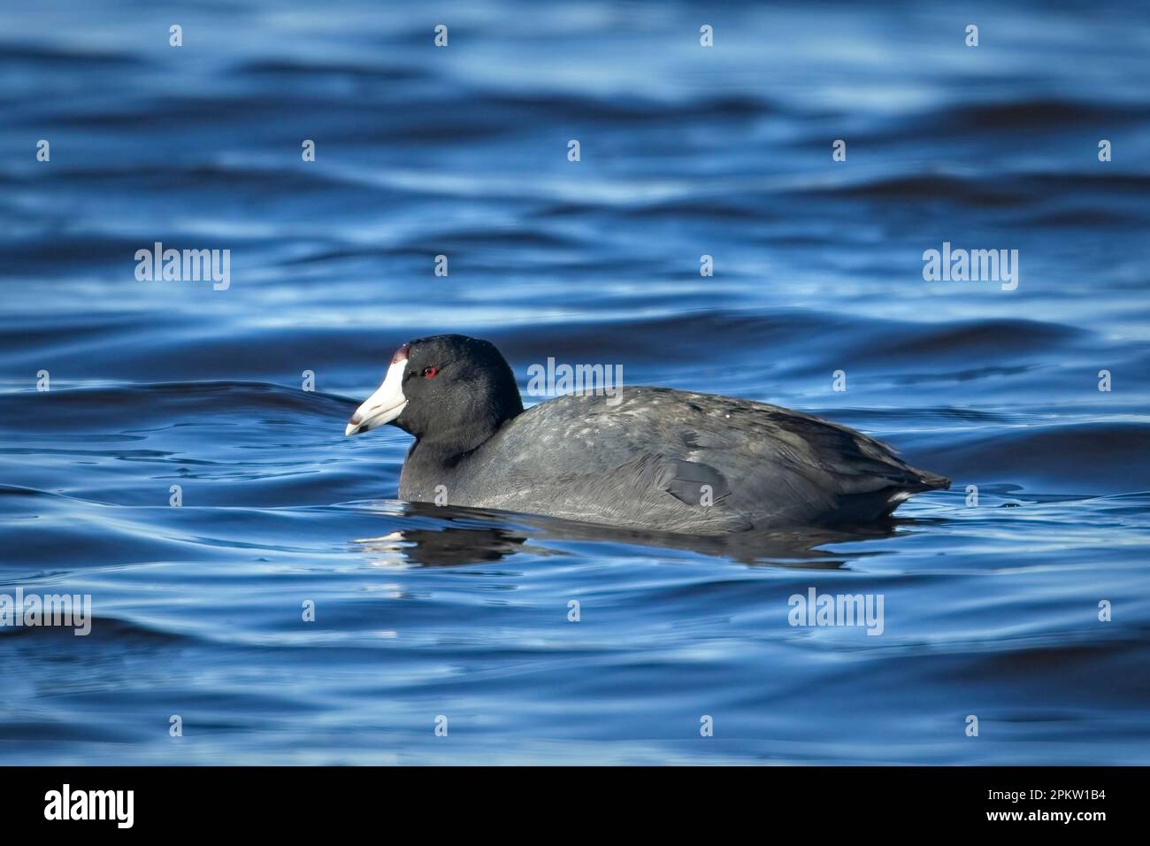 An American Coot water bird swims in the water at Saltese Flats in ...