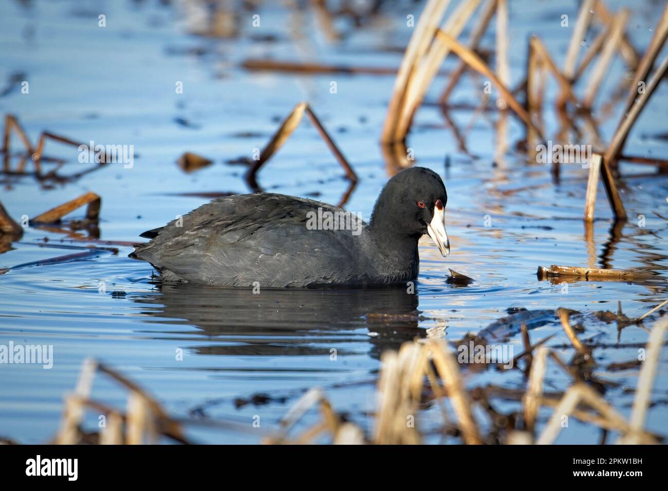 Saltese flats hi-res stock photography and images - Alamy
