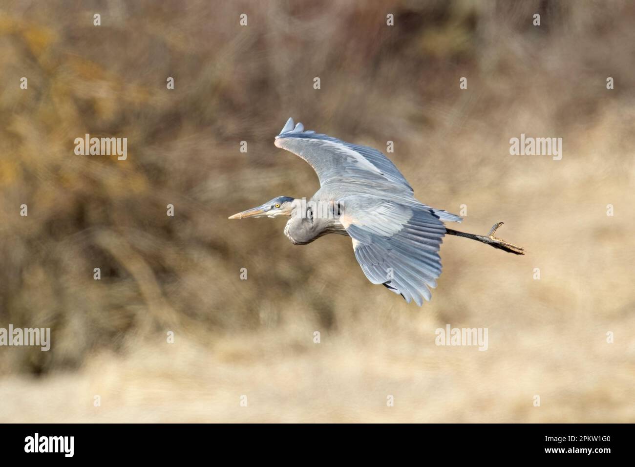 Great blue heron with its large wings spread wide soars low in the air ...