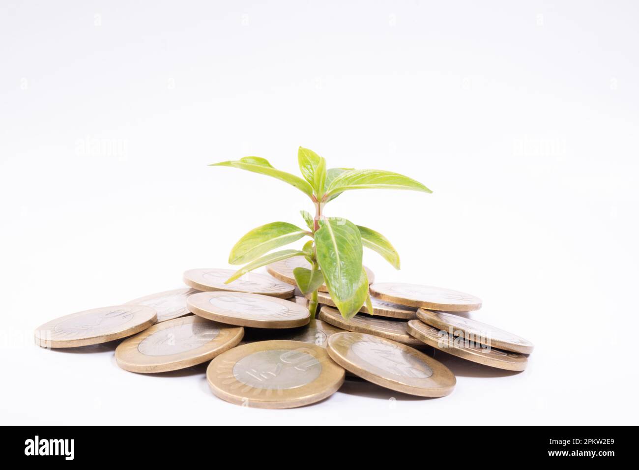 Indian currency coin with plant on white background Stock Photo - Alamy