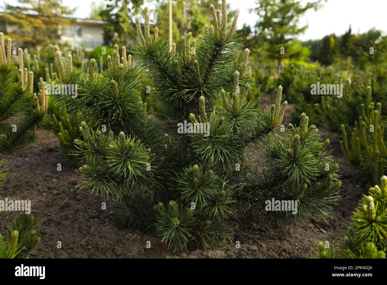 Beautiful pine trees growing in the garden on spring day Stock Photo ...