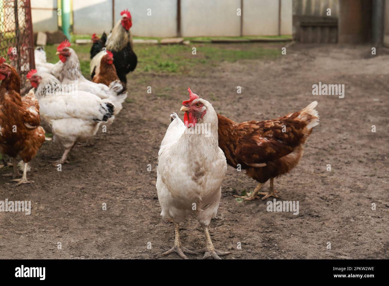 Many beautiful hens in farmyard. Free range chickens Stock Photo - Alamy