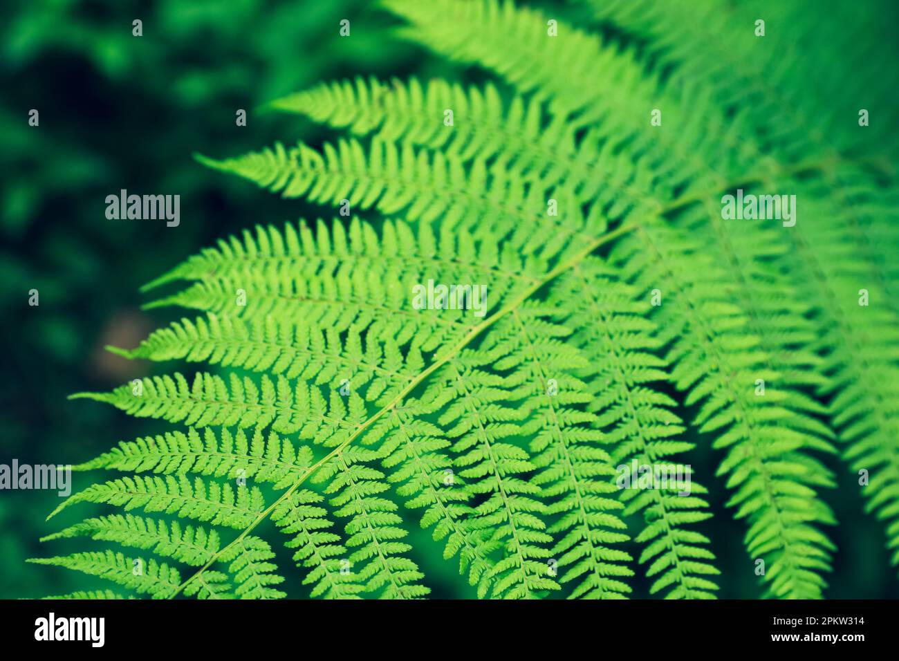 Beautiful fern leaves outdoors, closeup. Tropical plant Stock Photo - Alamy