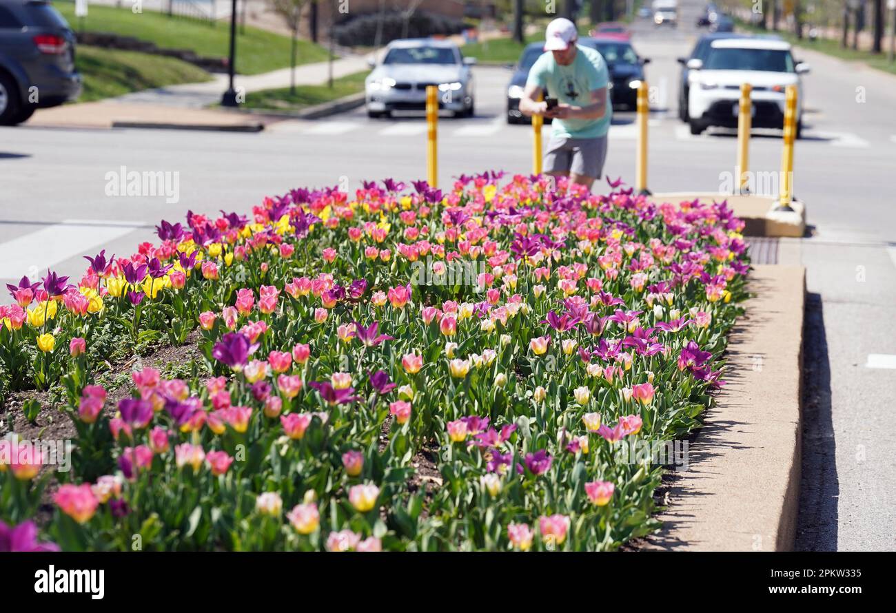 St. Louis, United States. 09th Apr, 2023. A pedestrian stops to make a ...