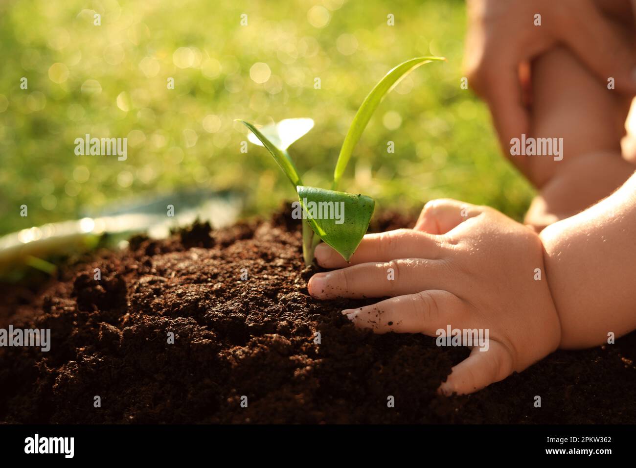 Mother and her child planting tree seedling into fertile soil, closeup ...