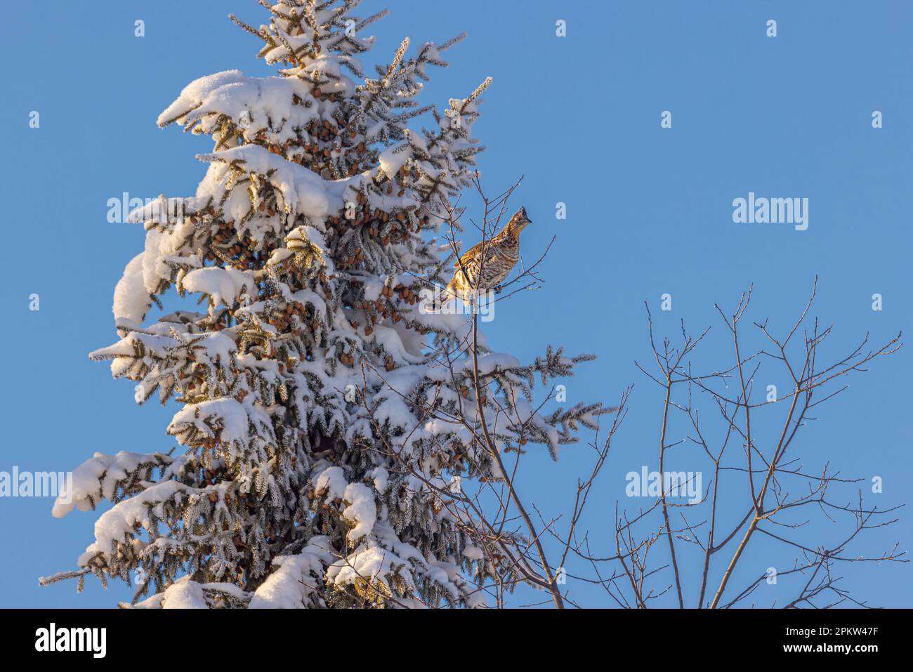 Ruffed grouse eating hi-res stock photography and images - Alamy