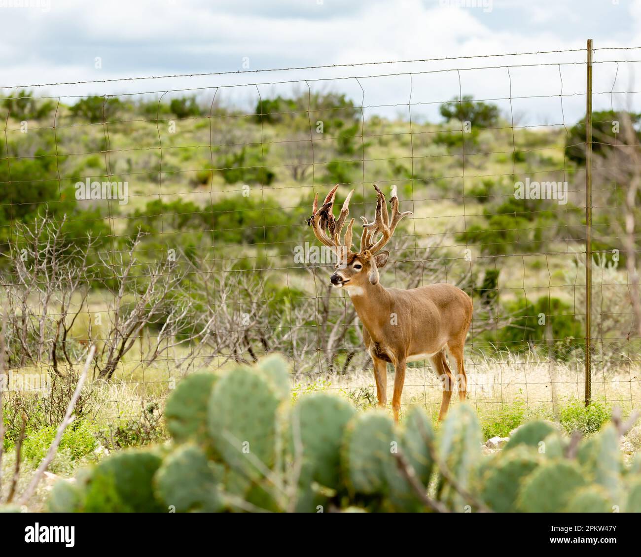 Breeding bucks hi-res stock photography and images - Alamy