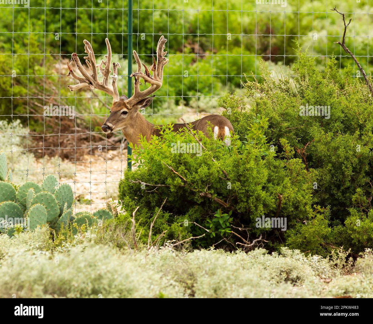 Breeding bucks hi-res stock photography and images - Alamy