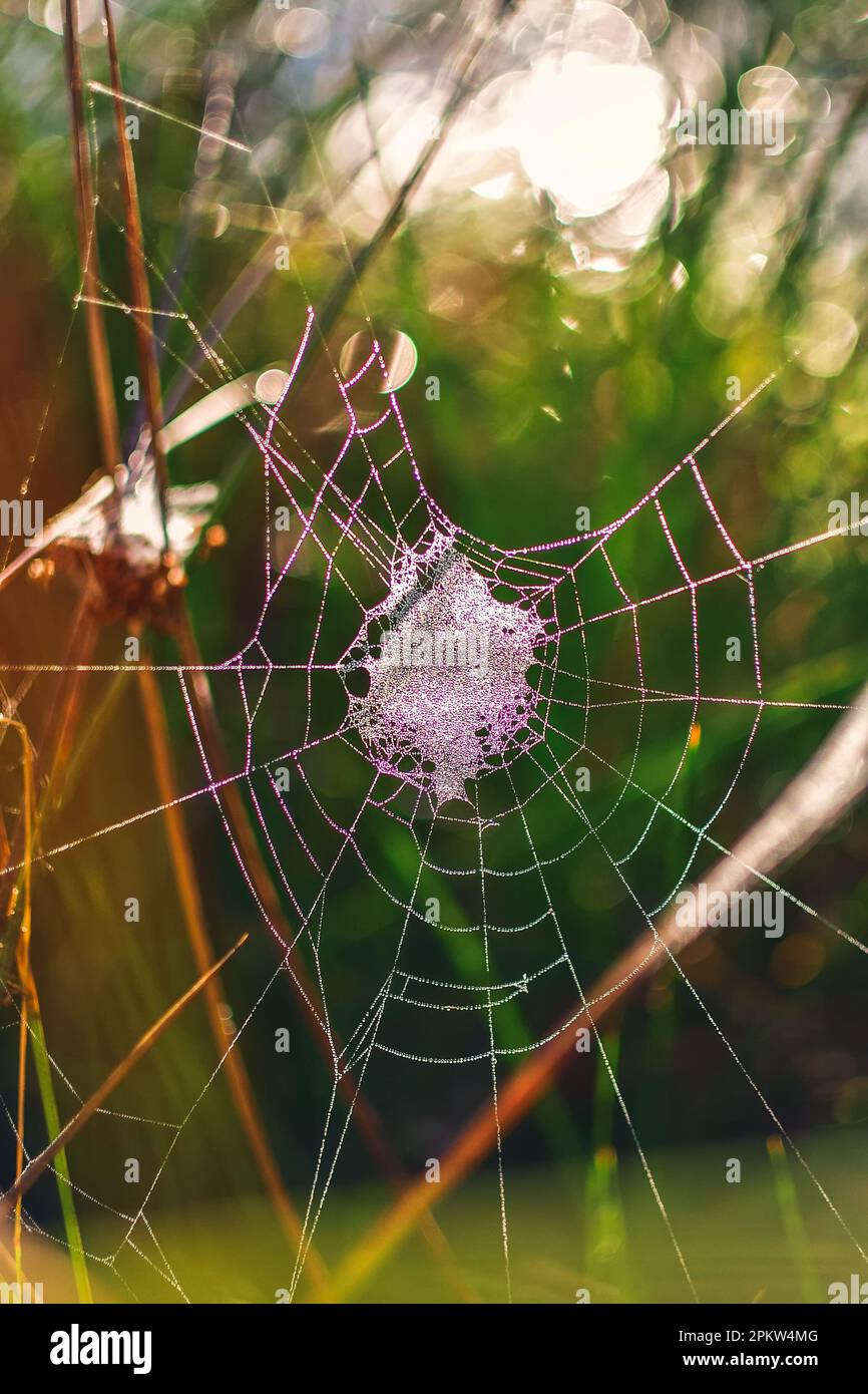 Field spider hi-res stock photography and images - Alamy