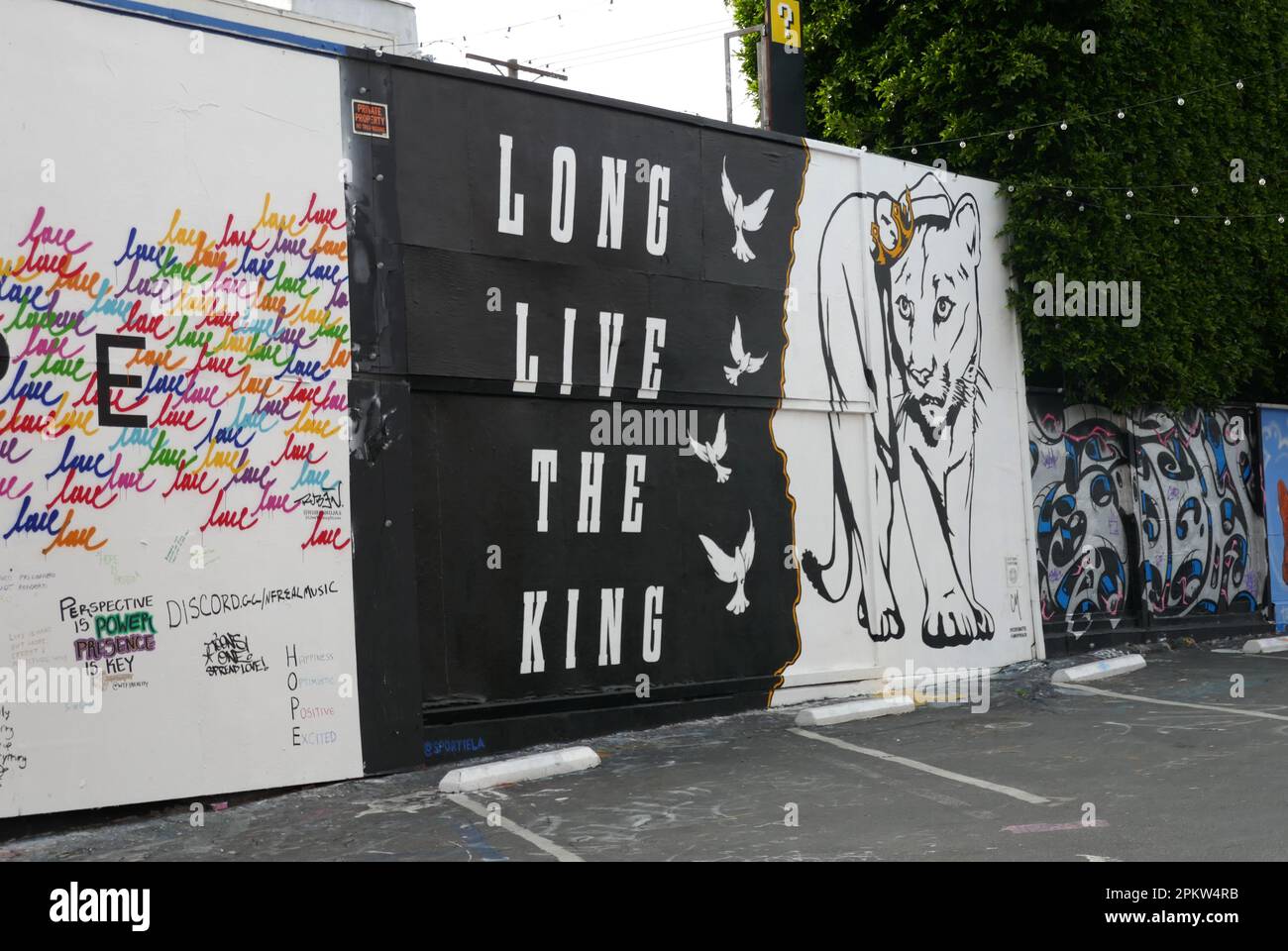 Los Angeles, California, USA 7th April 2023 P-22 Mountain Lion, P22 ...