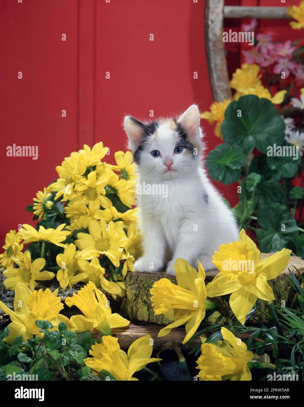 Calico flowers hi-res stock photography and images - Alamy