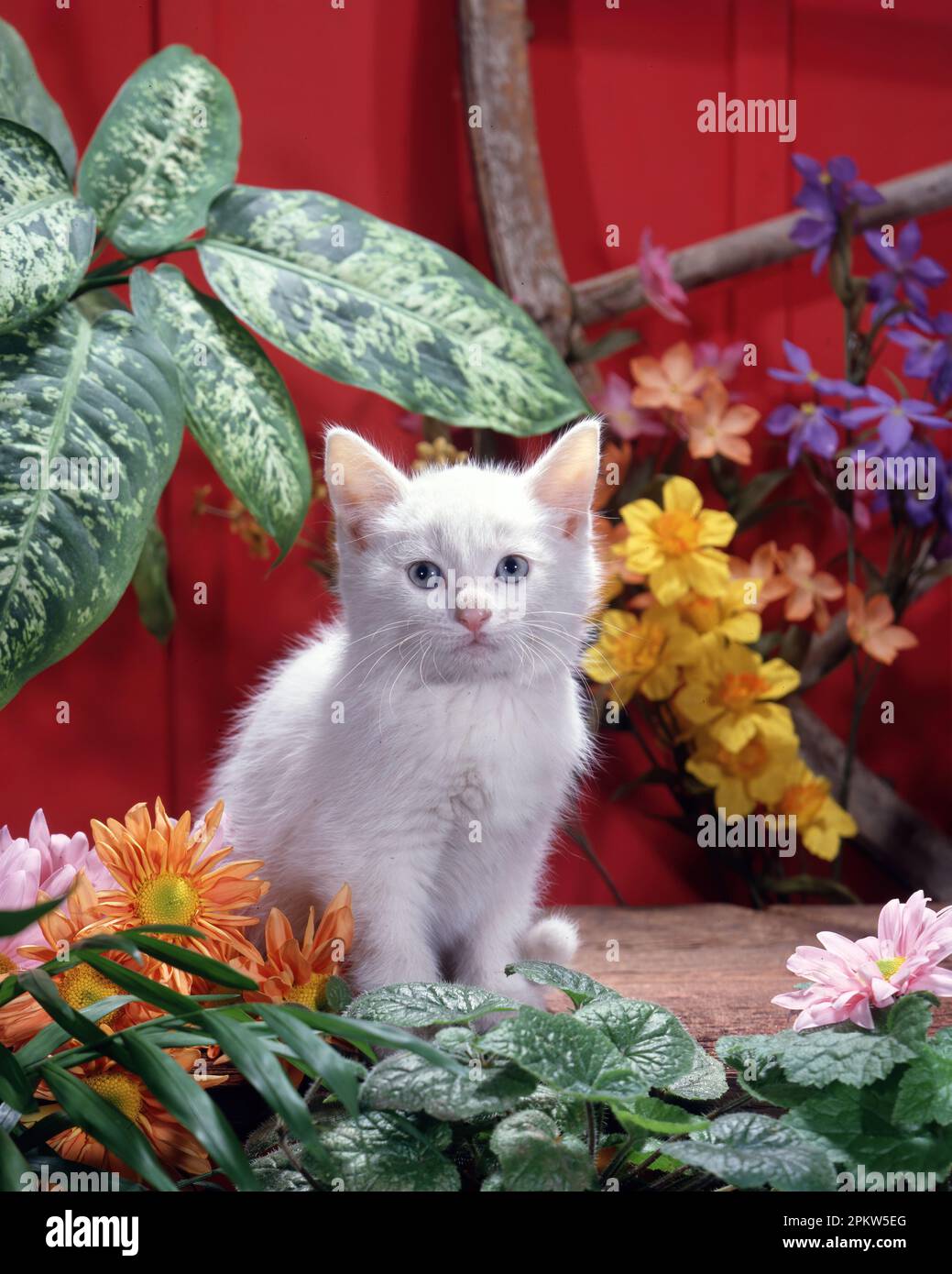 Calico flowers hi-res stock photography and images - Alamy