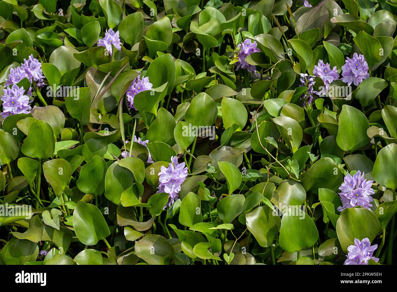 Common water hyacinth flowers blooming. Natural floral background Stock ...