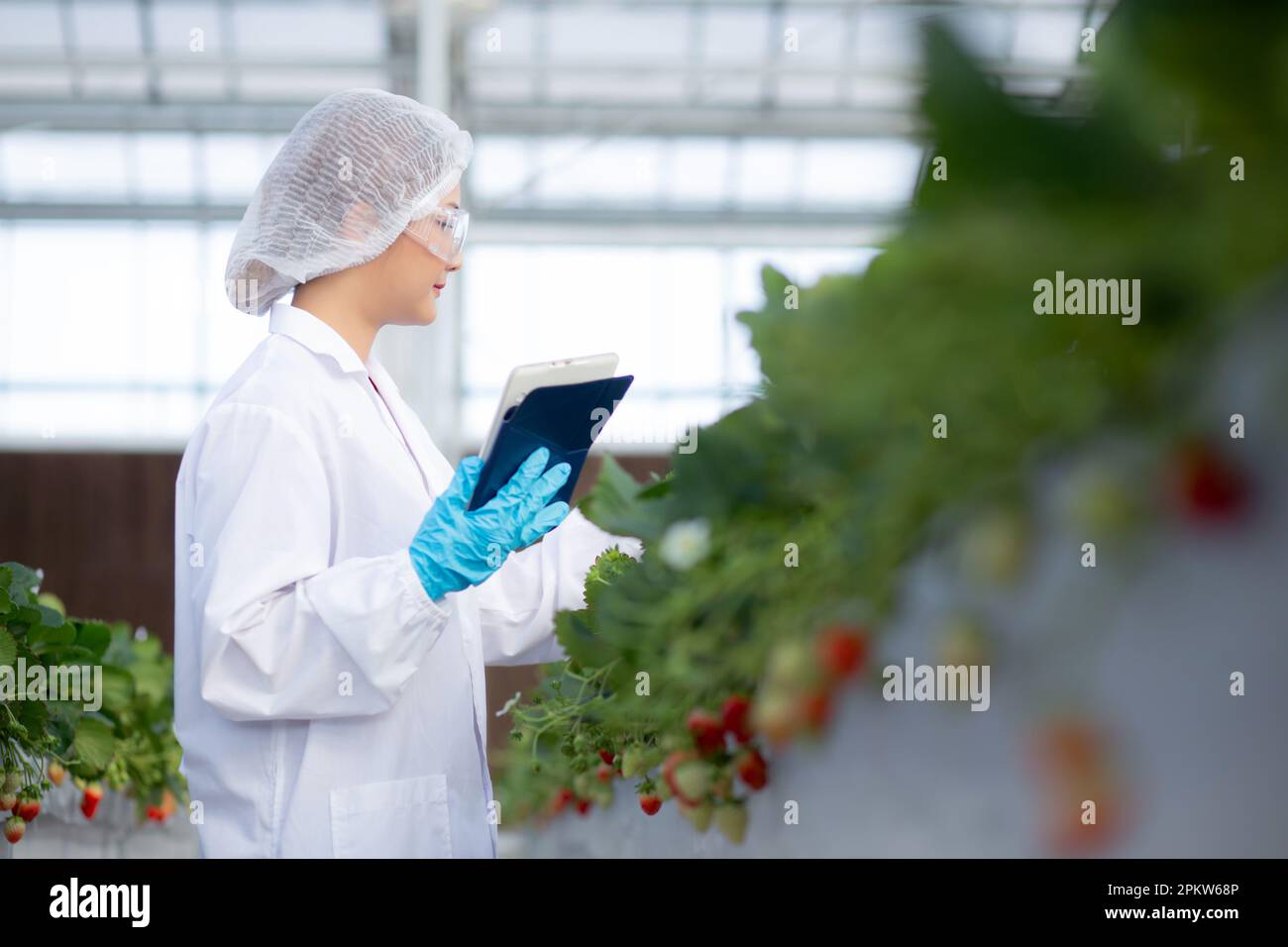 Young asian woman check cultivation strawberry with happiness for ...
