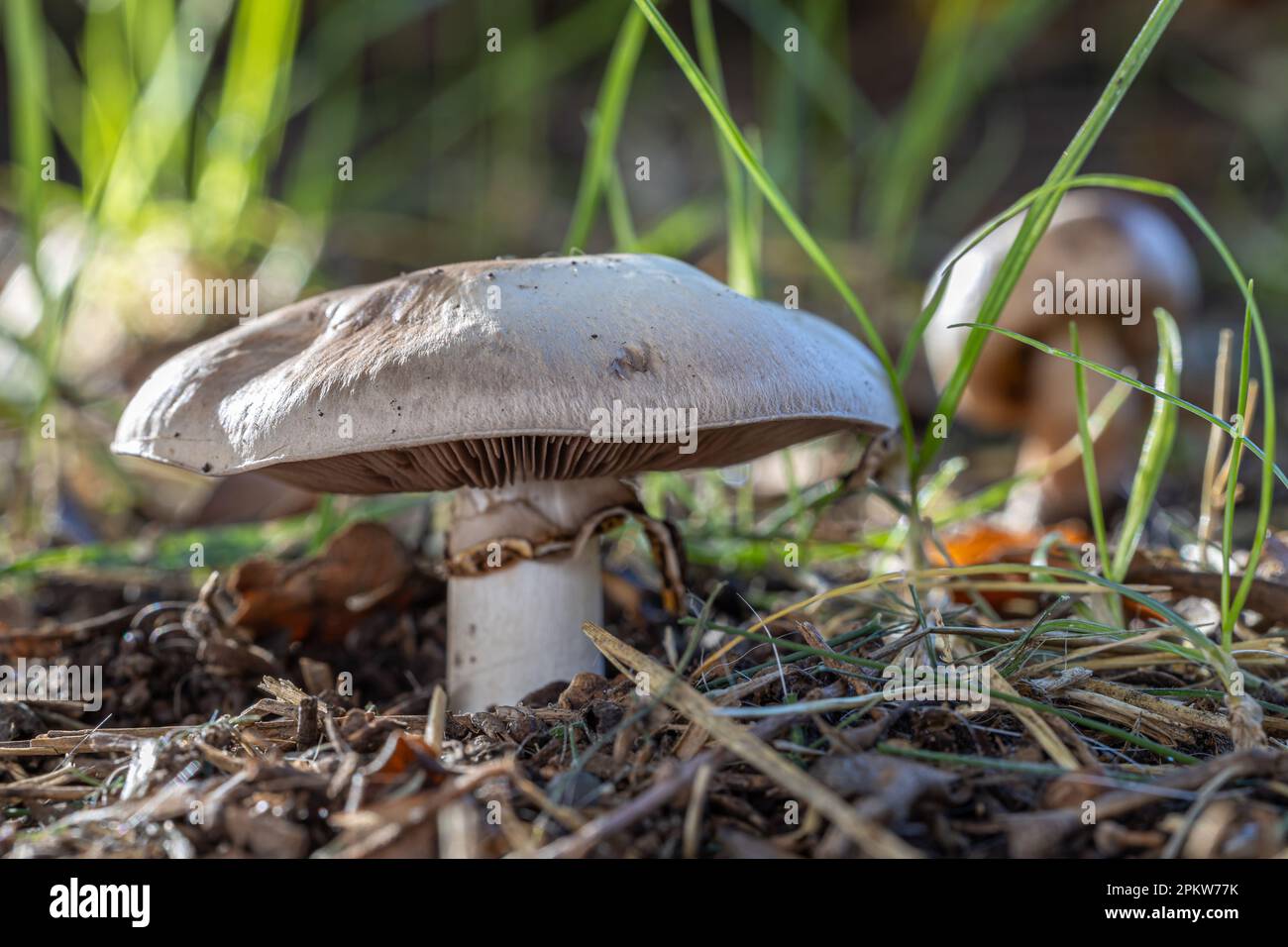Botany agaricus hi-res stock photography and images - Alamy