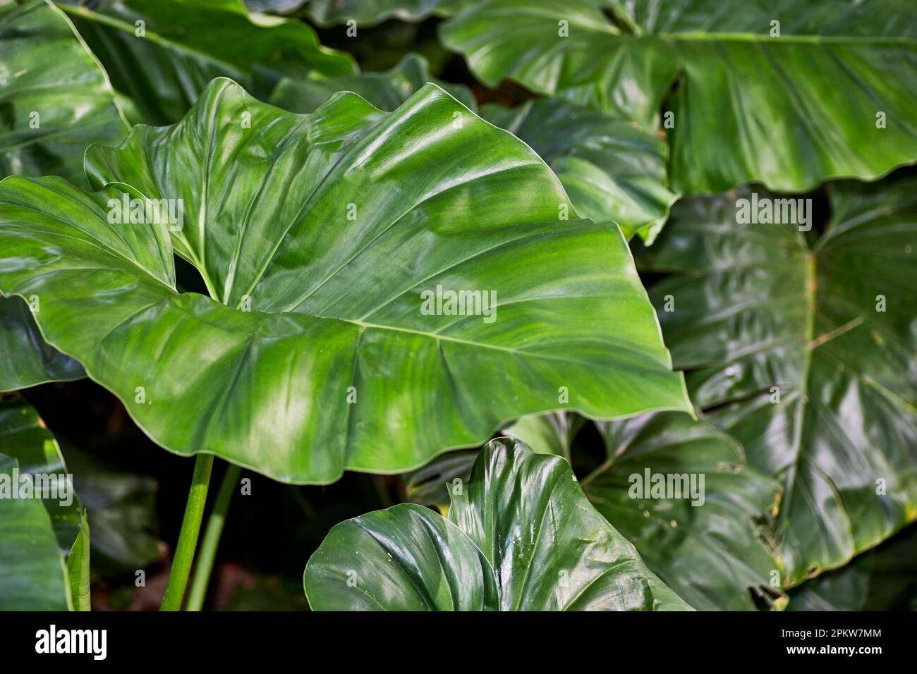 Jumbo Elephant Ear Leaves in Rain forest Stock Photo - Alamy