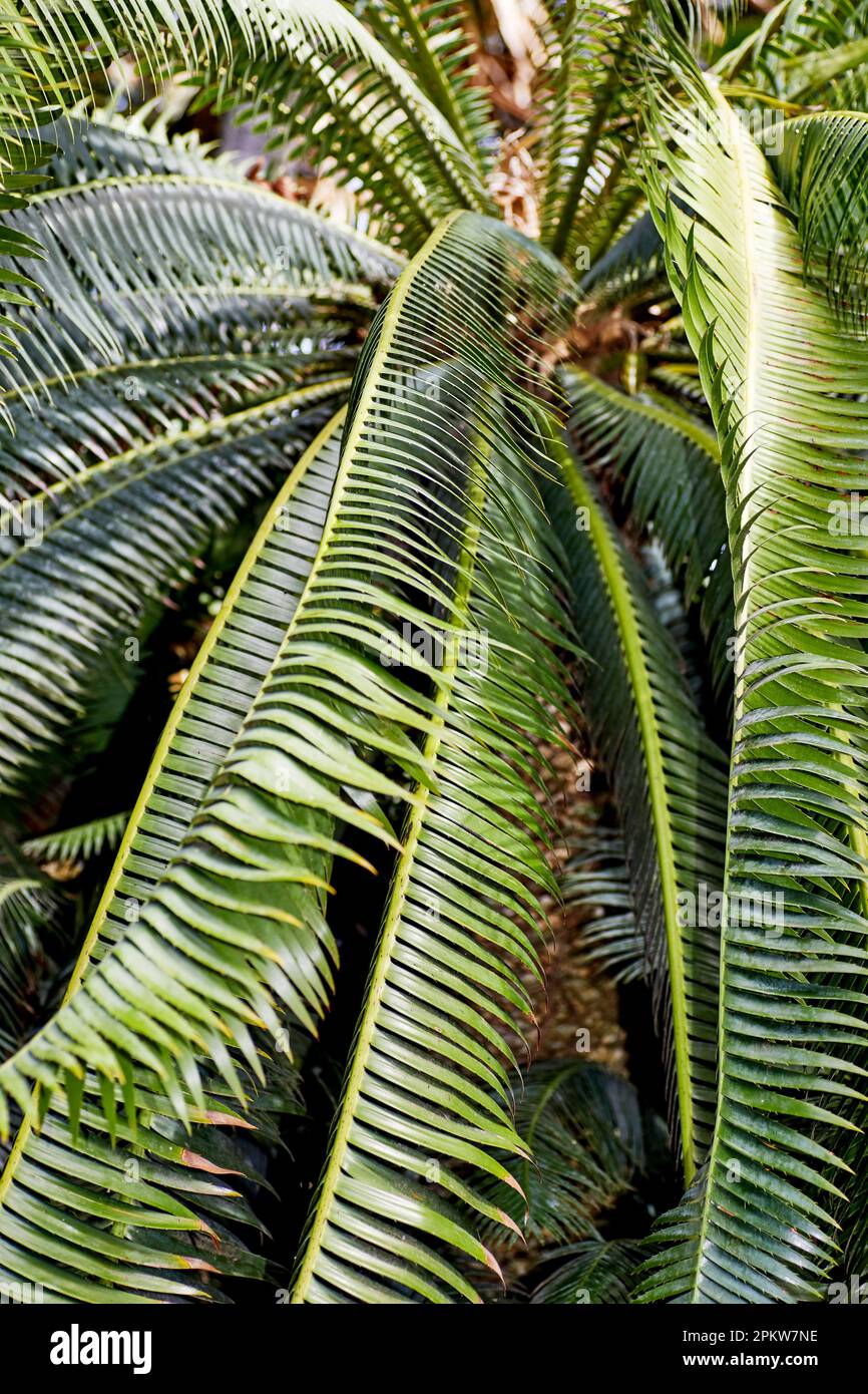 Jumbo Palm Frawn in a Rainforest Stock Photo - Alamy