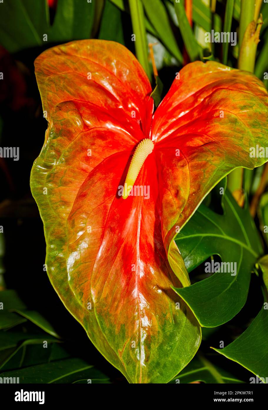 Tropical Flower Anthurium growing in a Garden Stock Photo - Alamy