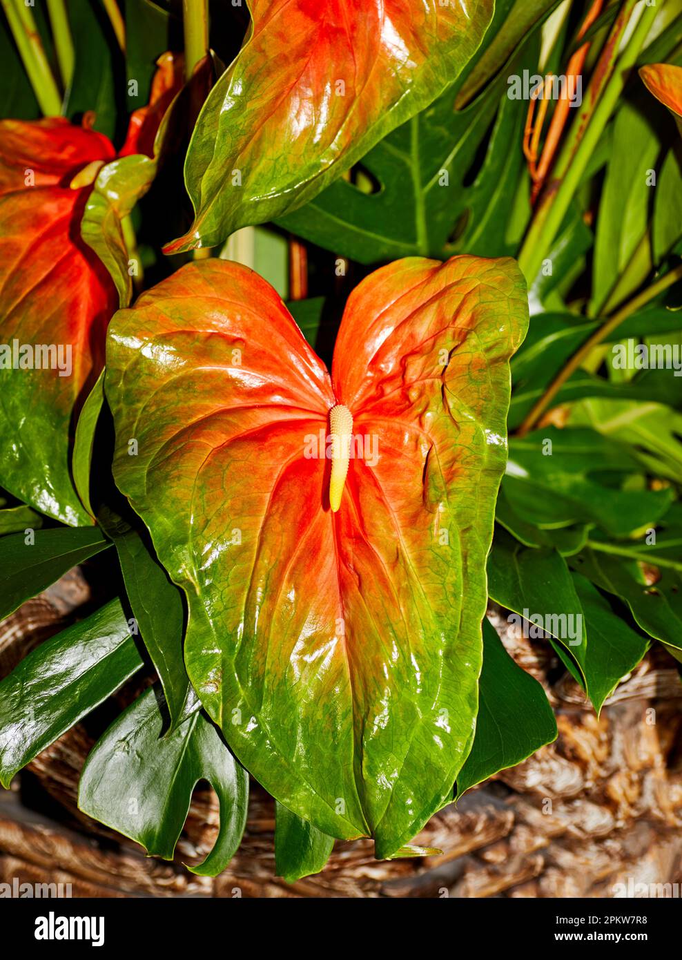 Tropical Flower Anthurium growing in a Garden Stock Photo - Alamy