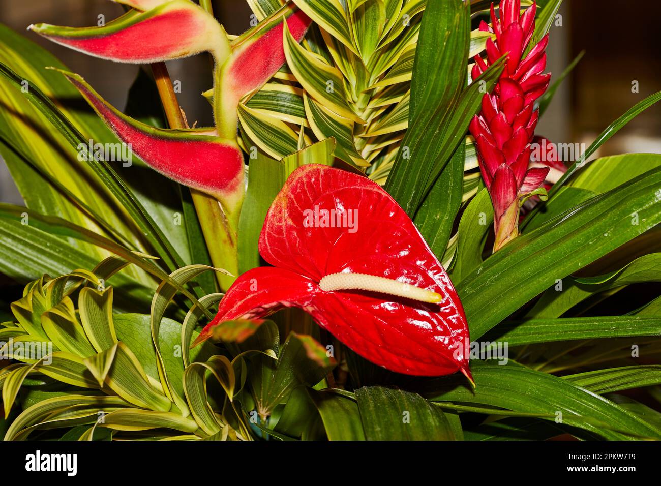 Tropical Flower Arrangement with Anthurium, Heliconia and Red Ginger ...