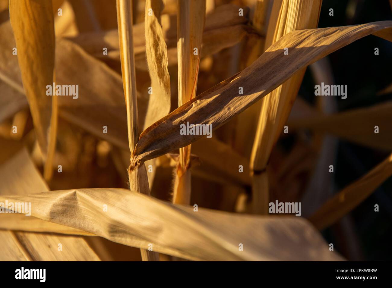 details on dry corn plants at the beggining of autumn season Stock ...