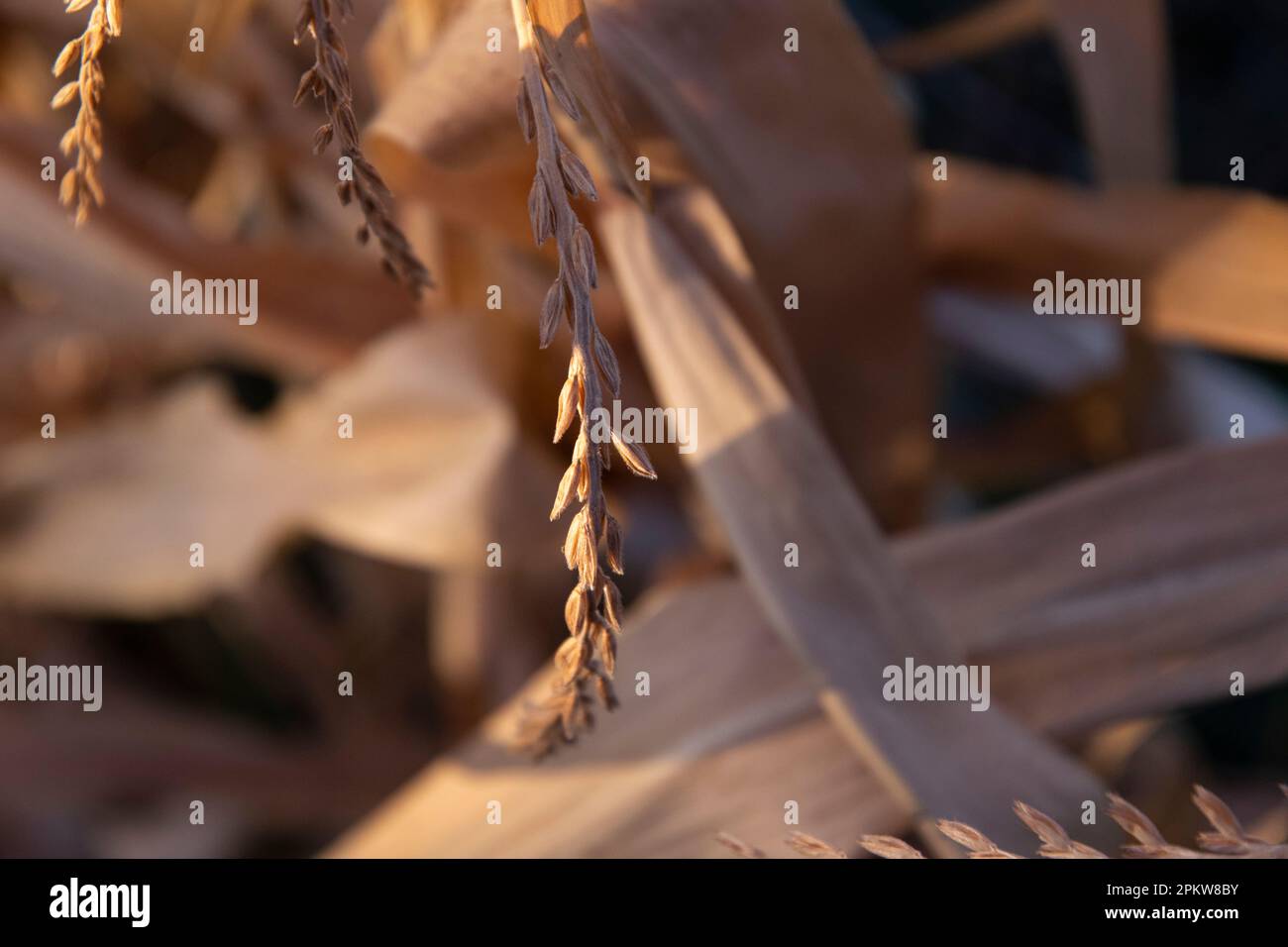 details on dry corn plants at the beggining of autumn season Stock ...