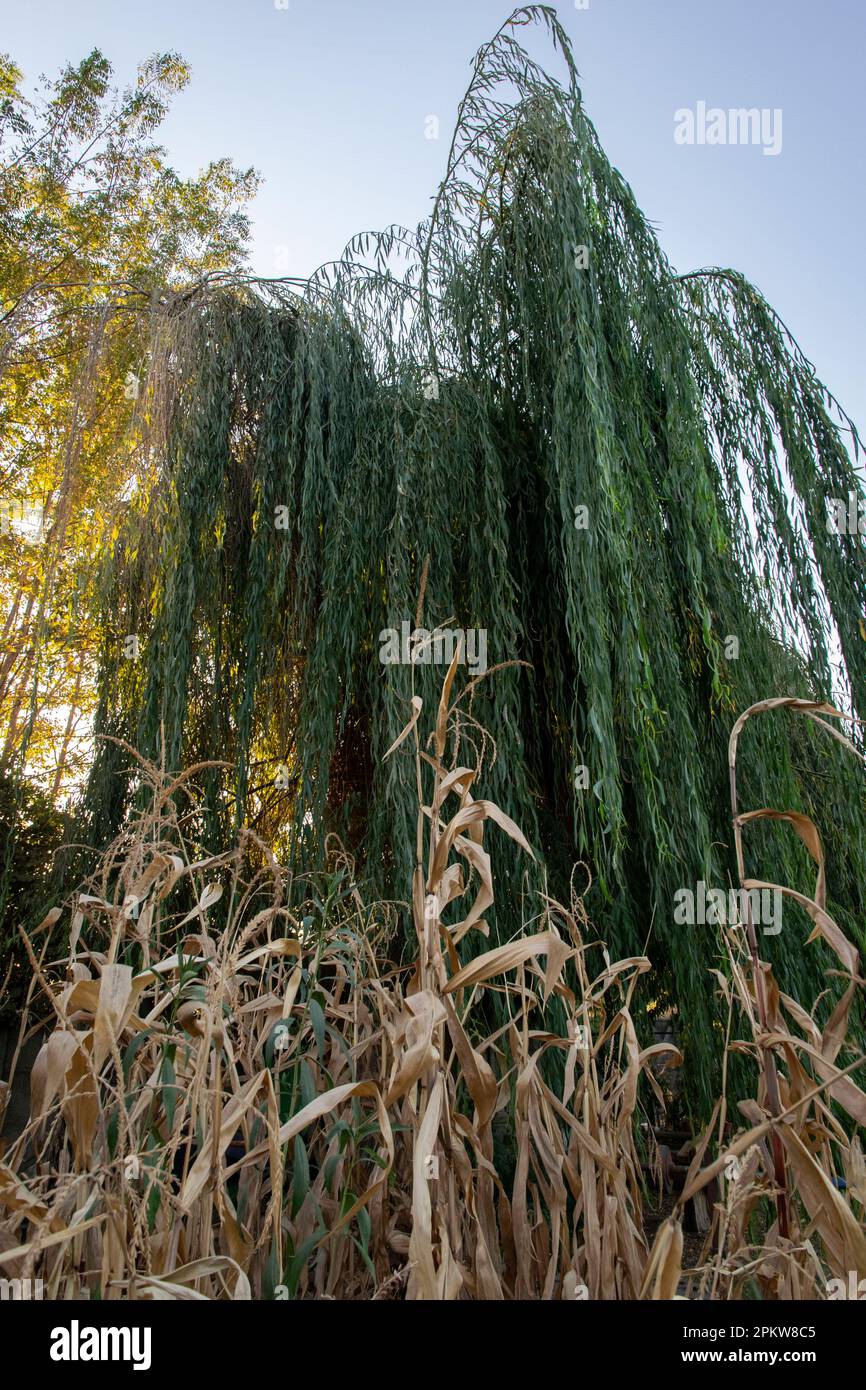A willow tree in the background of a dry corn plantation in O'Higgins ...