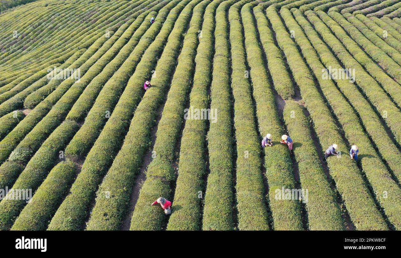 NANJING, CHINA - APRIL 8, 2023 - Tea farmers pick Yuhua tea at a tea ...