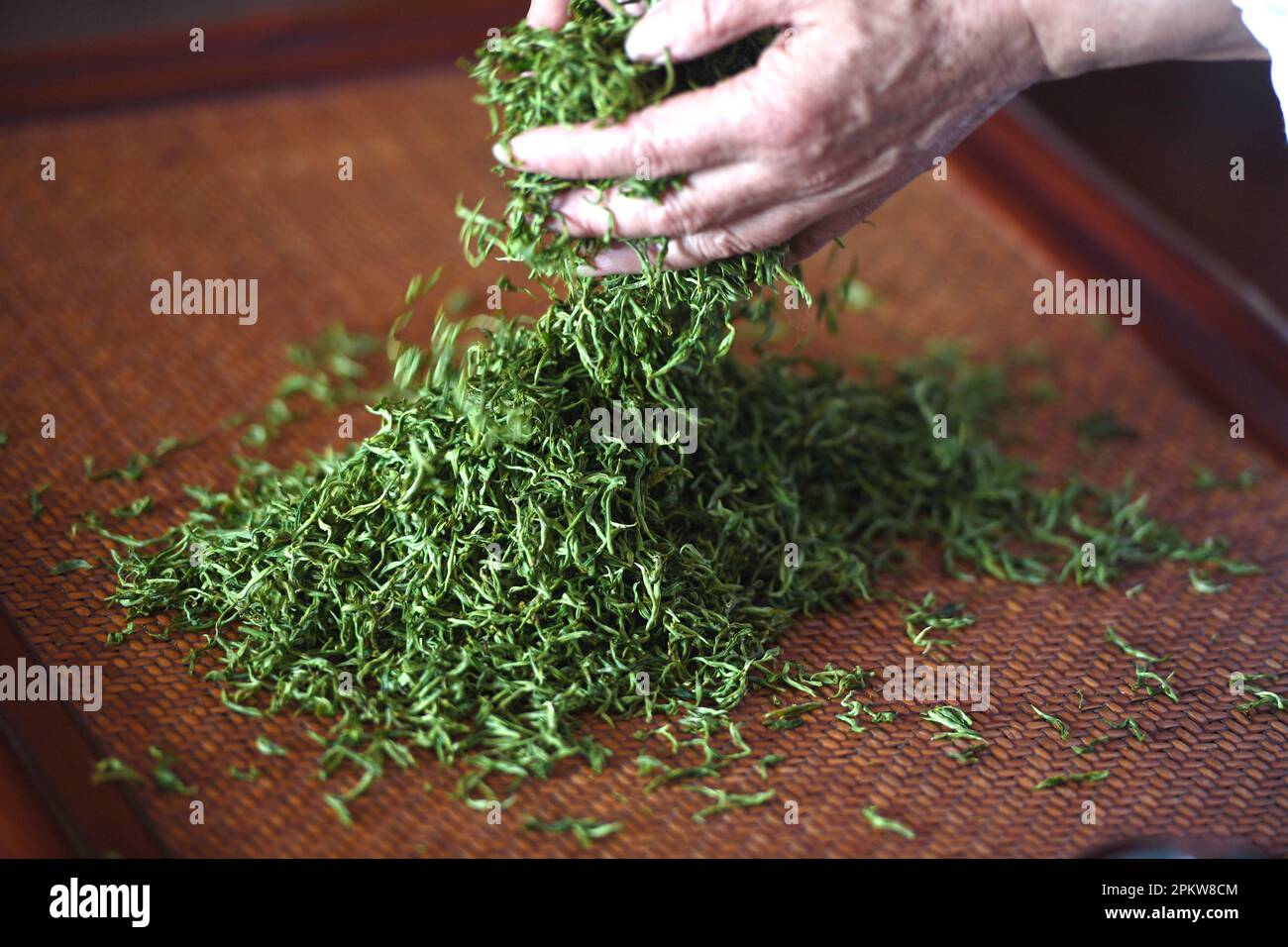 NANJING, CHINA - APRIL 8, 2023 - Tea farmers pick Yuhua tea at a tea ...