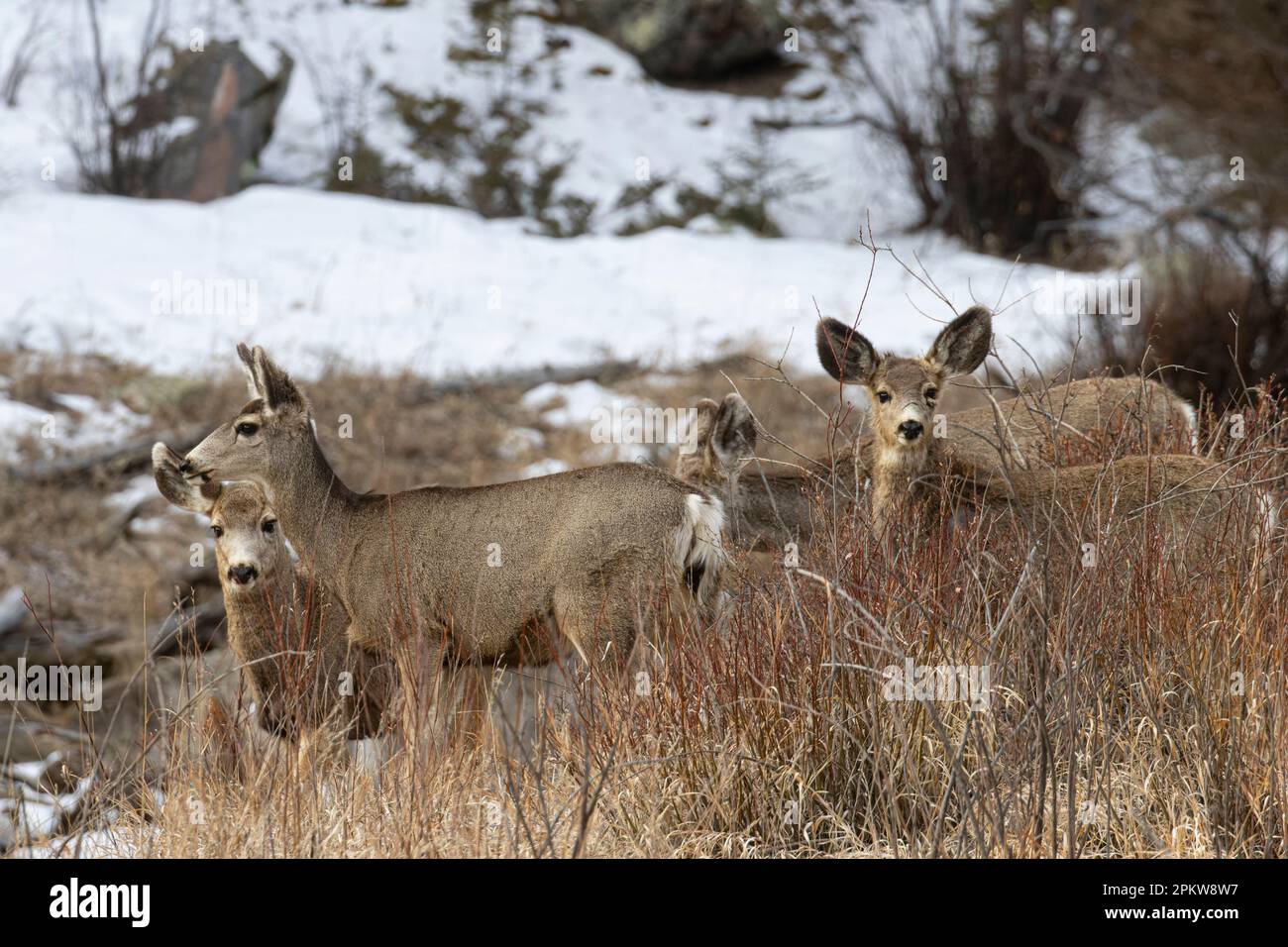 Herd of mule deer does in Eleven Mile Canyon Colorado Stock Photo - Alamy