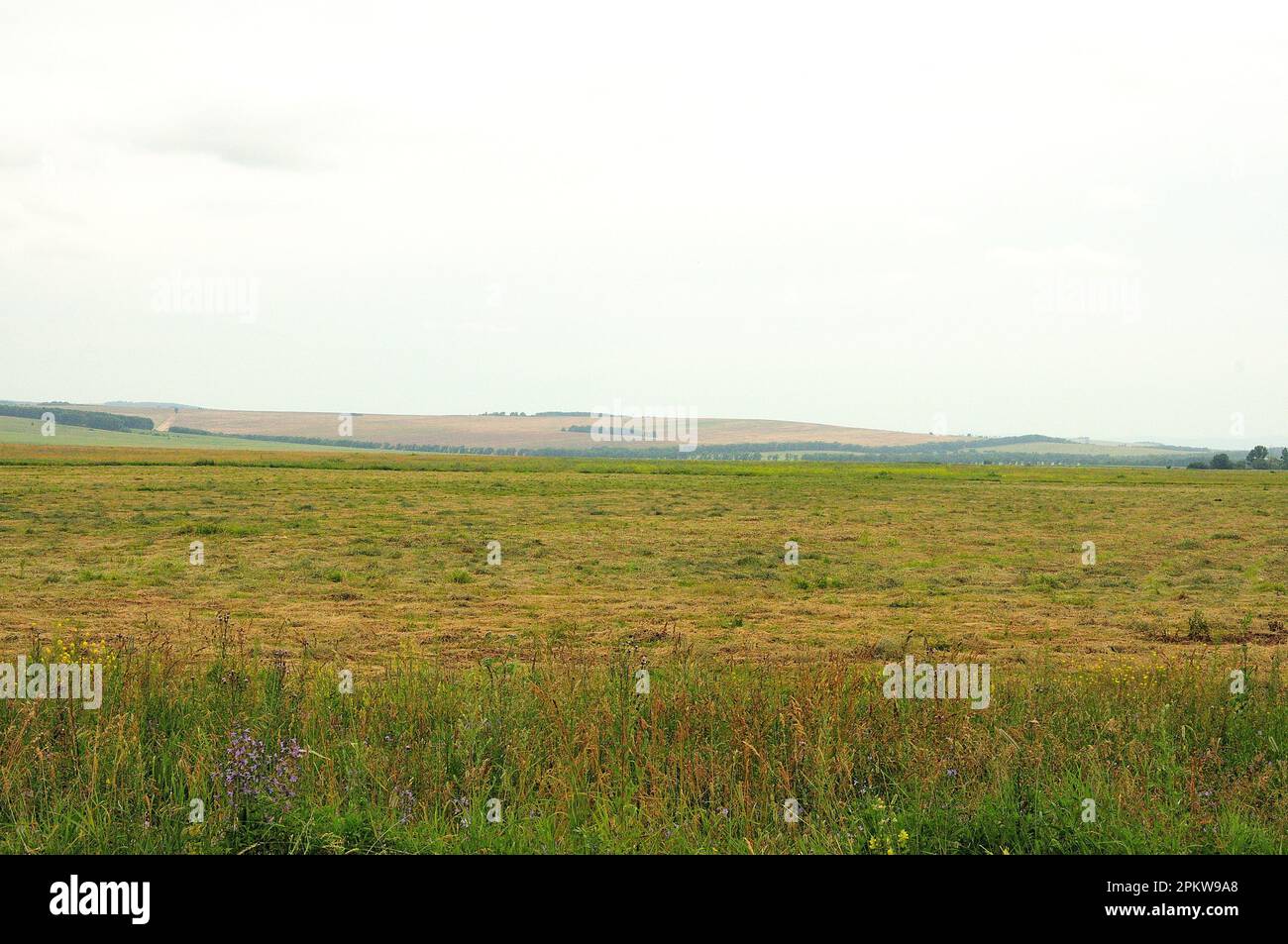 Endless hilly steppe with tall grass under a cloudy summer sky ...