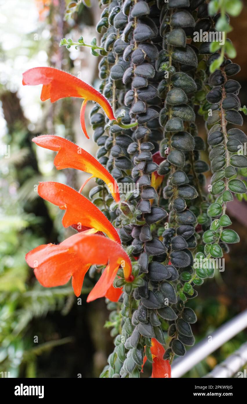 Tiny leaves and red flowers of Ceratostema Villosa, a rare tropical ...